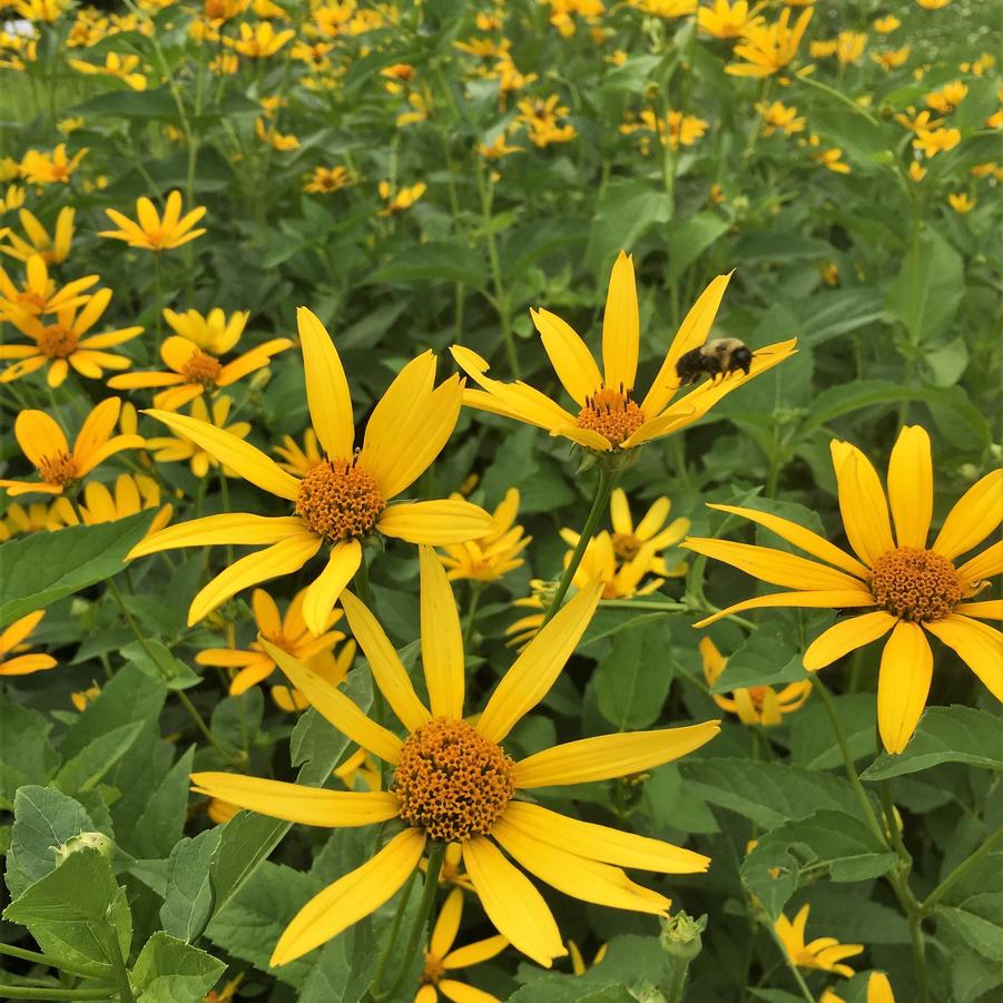 False Sunflower 'Smooth Oxeye' (Heliopsis helianthoides) | Beloved ...