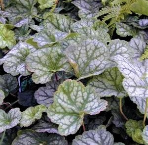 Heuchera Americana Dales Strain