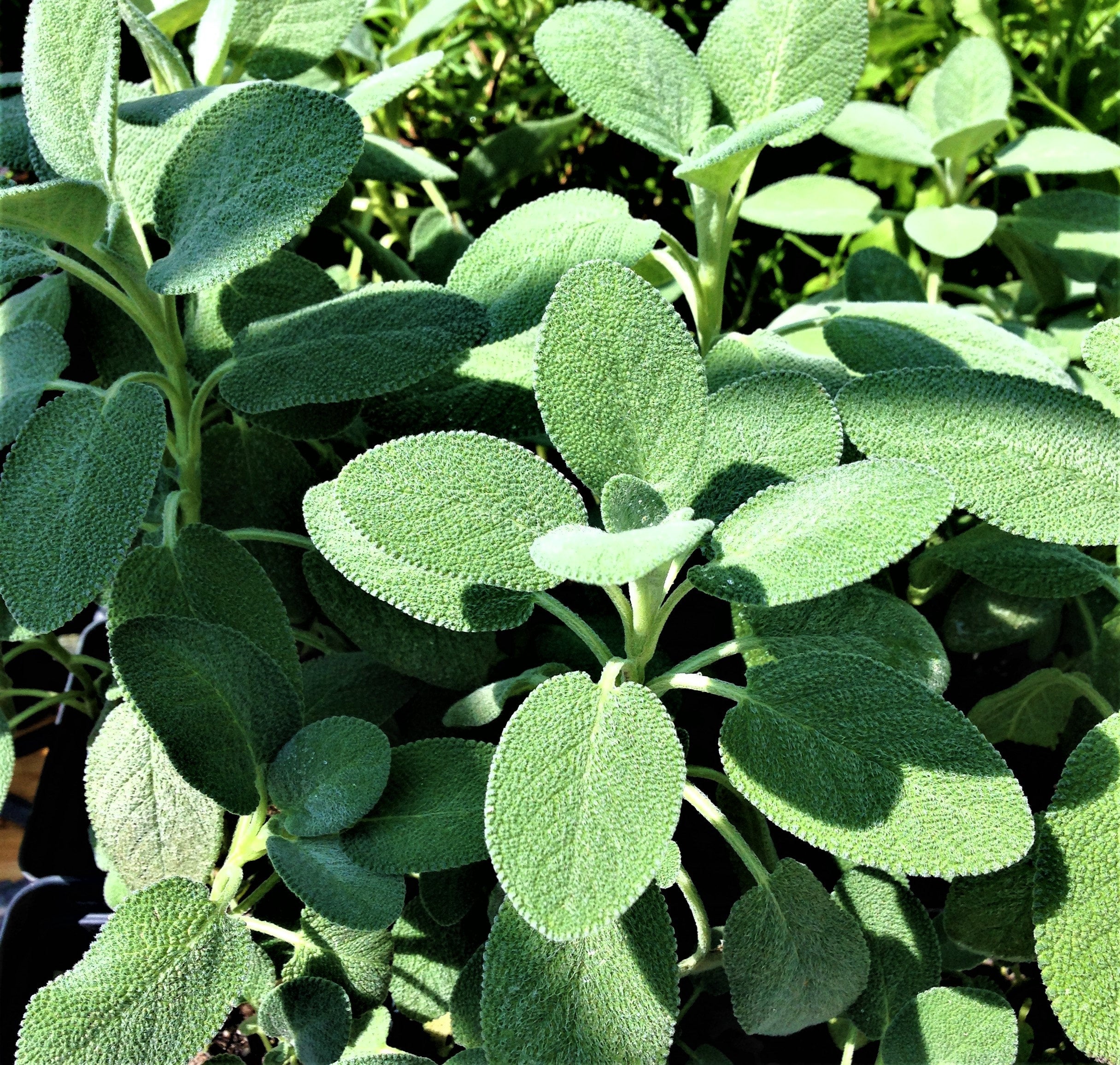 Sage, Berggarten (Salvia officinalis 'Berggarten') | Beloved Gardens ...