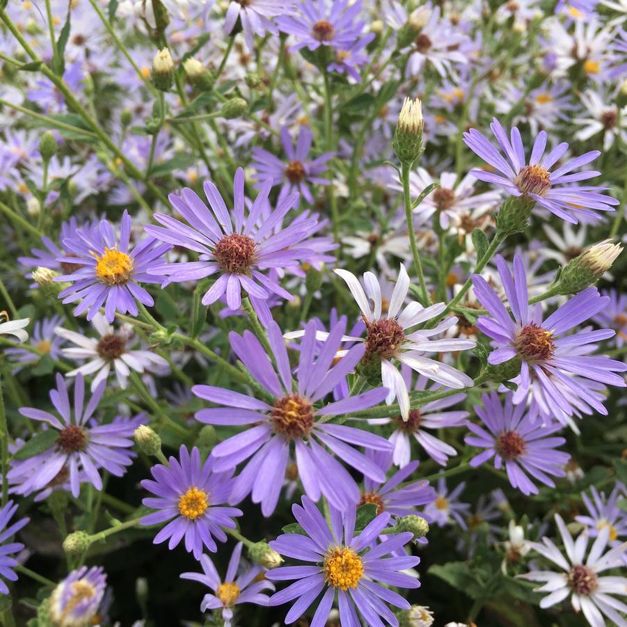 Aster, Smooth Blue (laevis) Bluebird | Beloved Gardens Spring Plant Sale